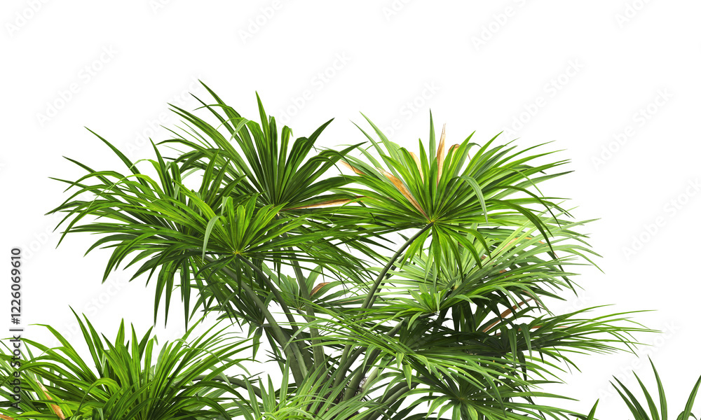 palm Tree isolated on white background. also known as the chamaerops ...