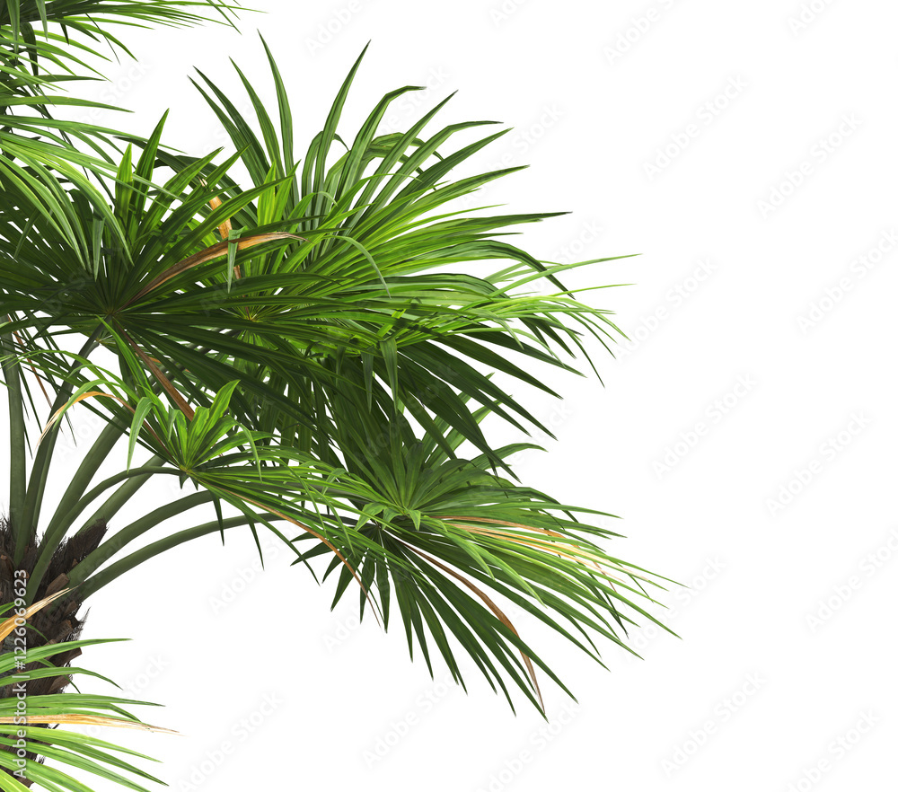palm Tree isolated on white background. also known as the chamaerops ...