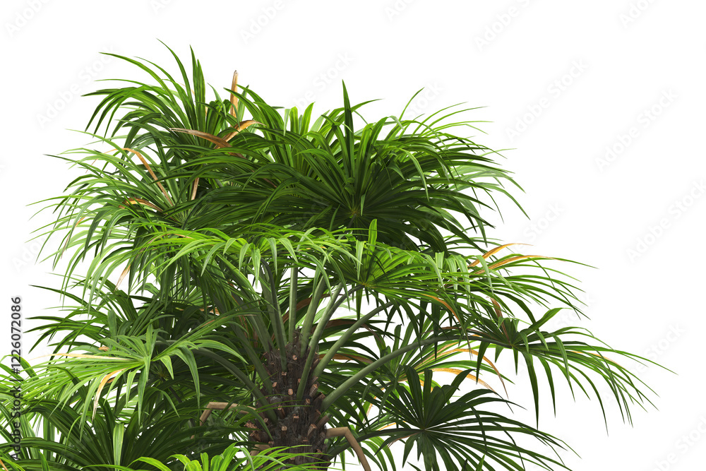palm Tree isolated on white background. also known as the chamaerops ...