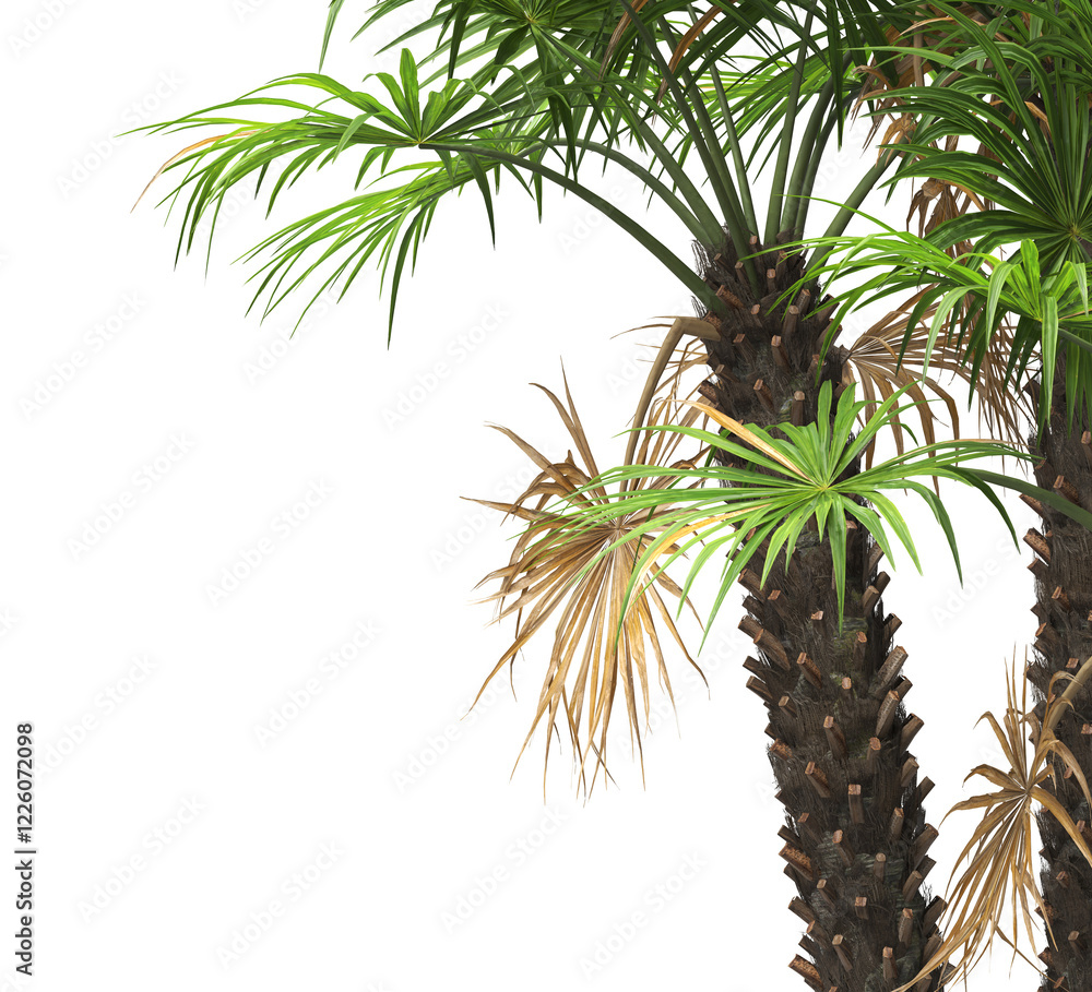 palm Tree isolated on white background. also known as the chamaerops ...