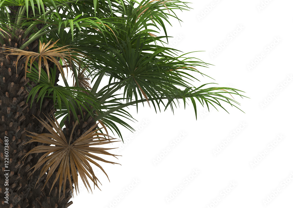 palm Tree isolated on white background. also known as the chamaerops ...