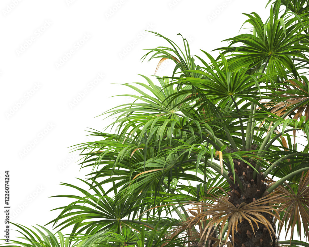 palm Tree isolated on white background. also known as the chamaerops ...