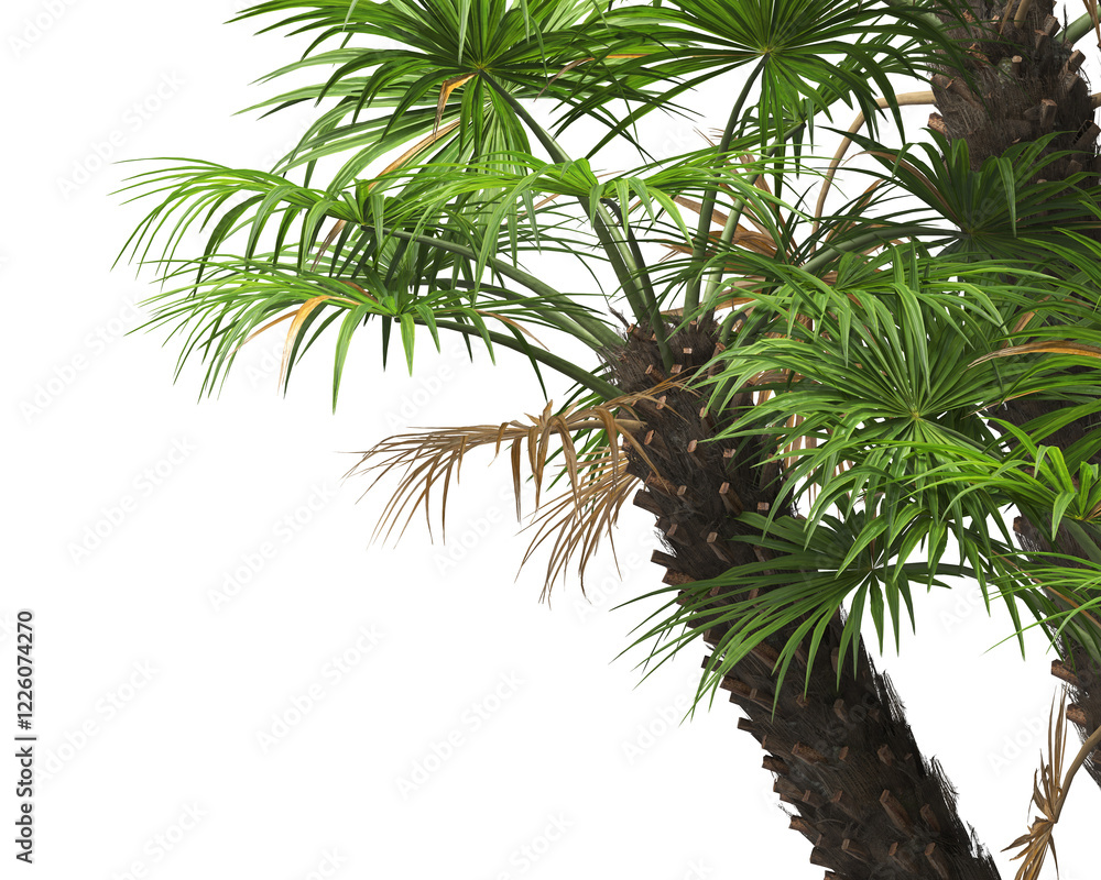 palm Tree isolated on white background. also known as the chamaerops ...