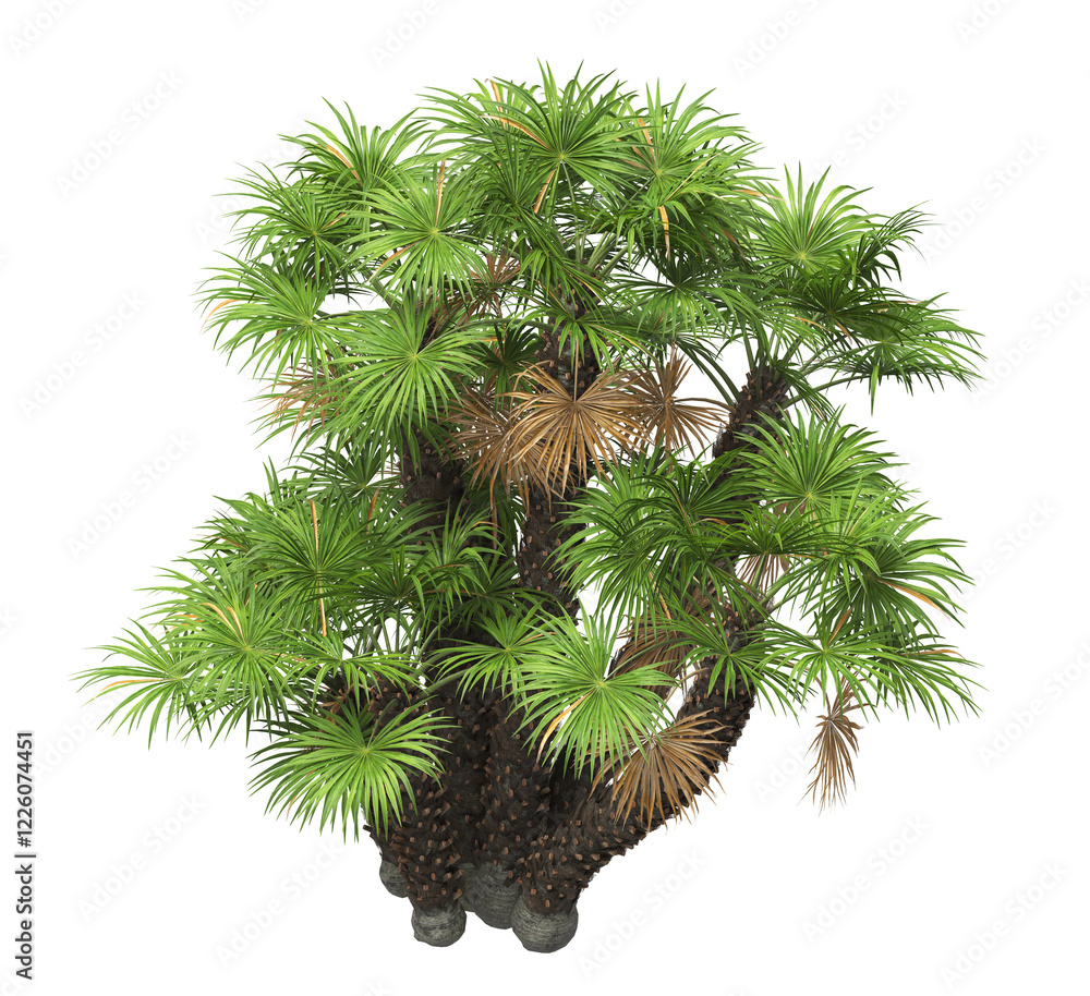 palm Tree isolated on white background. also known as the chamaerops ...