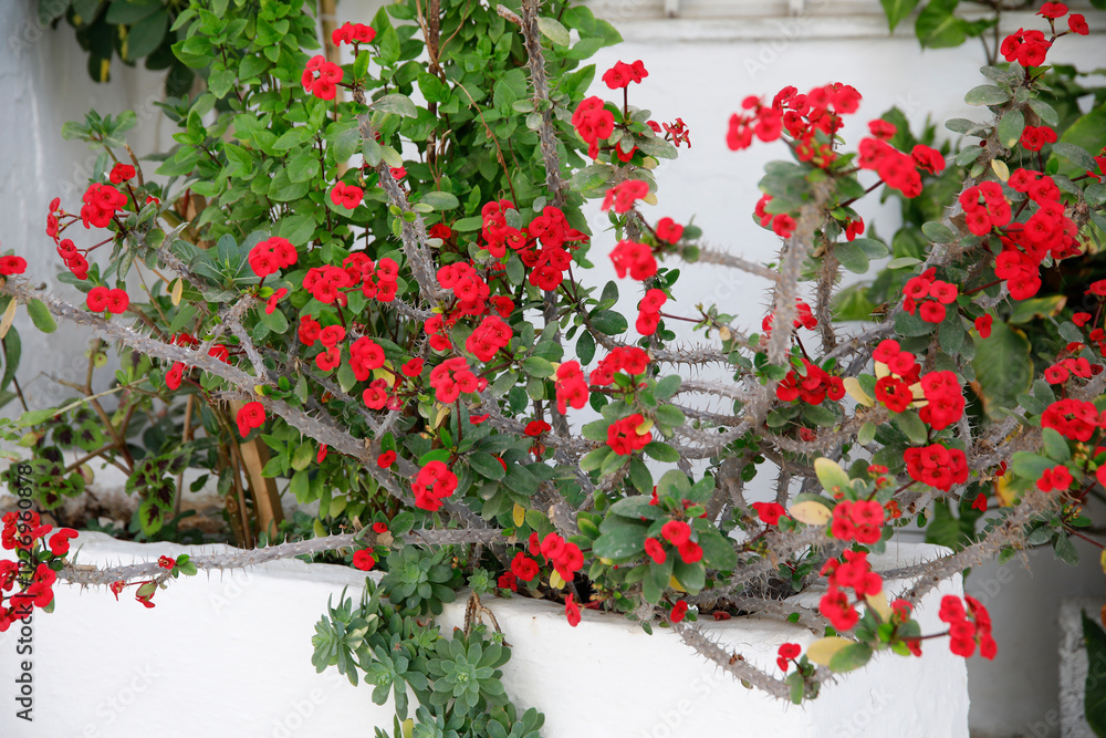 Pflanze Mit Roten Blutenfeed
