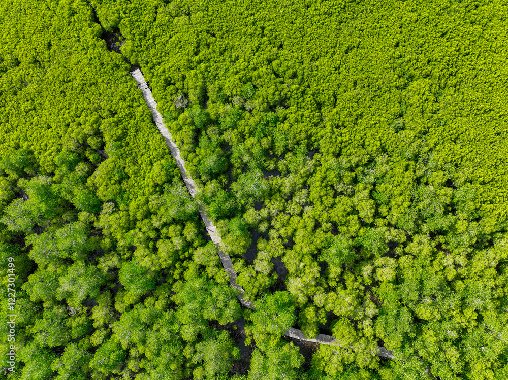 Foto de Stock Lush green mangrove forest. Carbon sequestration and blue ...