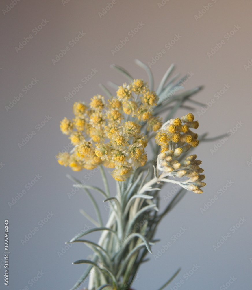 Helichrysum italicum, Helichrysum arenarium, curry plant, Italian ...