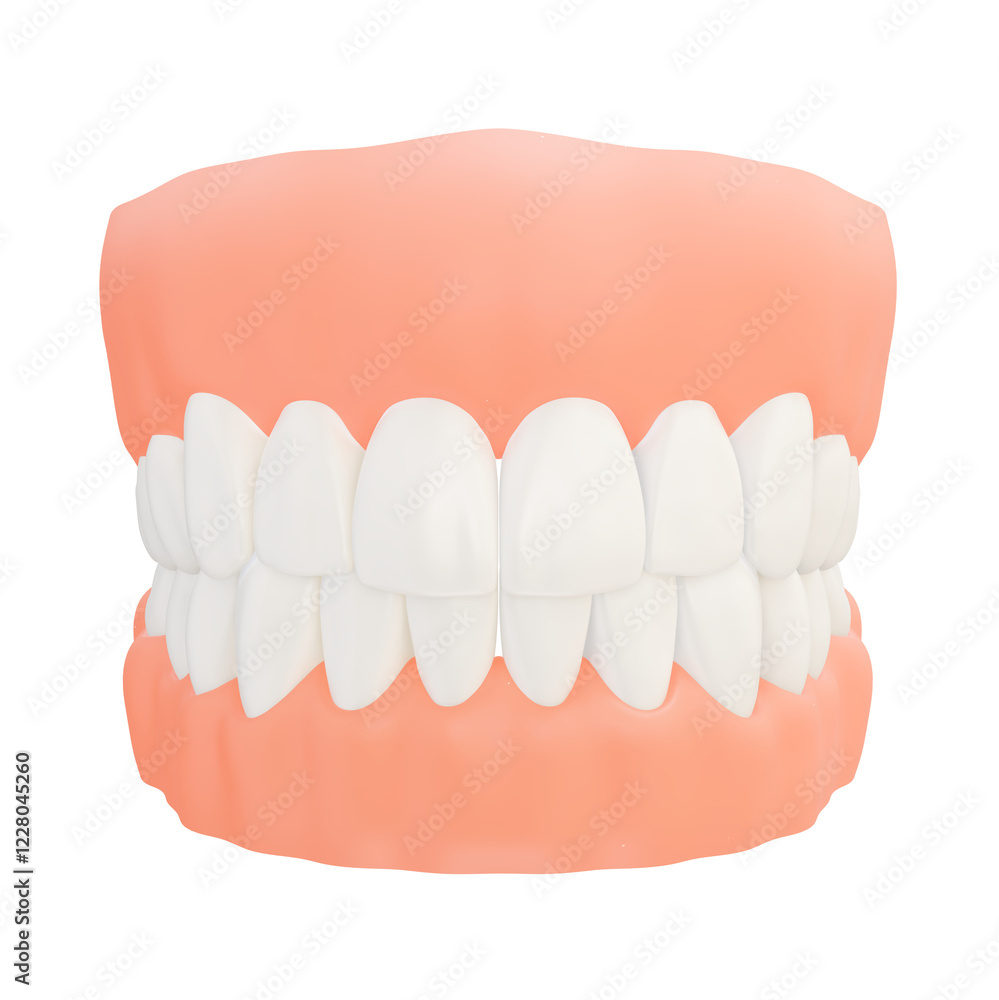 Human Dentition 3D Model: A realistic 3D model of a human jaw with a ...