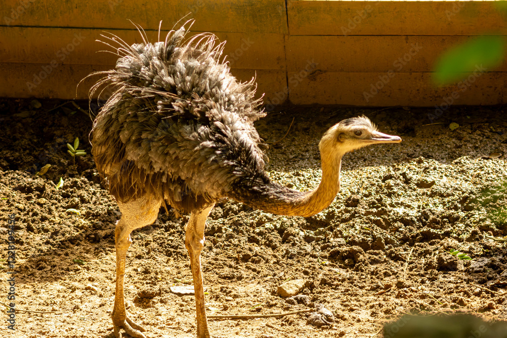 Ema, ave de tamanho gigante onívoro nativa da América do Sul. Stock ...