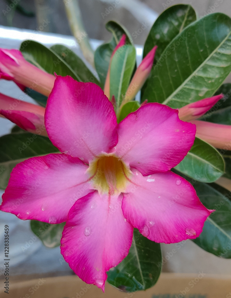 flor del desierto Adenium obesum es una especie de arbusto ...