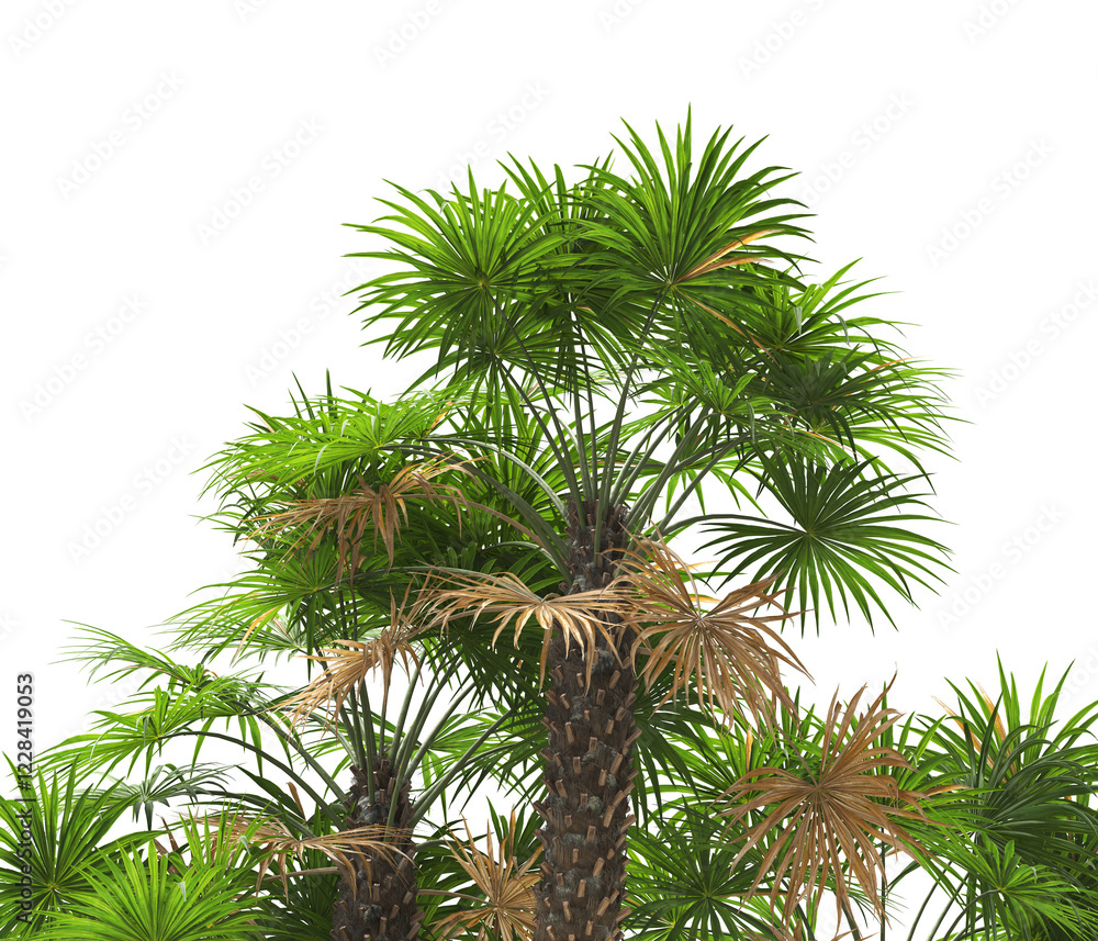 palm Tree leaves isolated white background. also known as the European ...