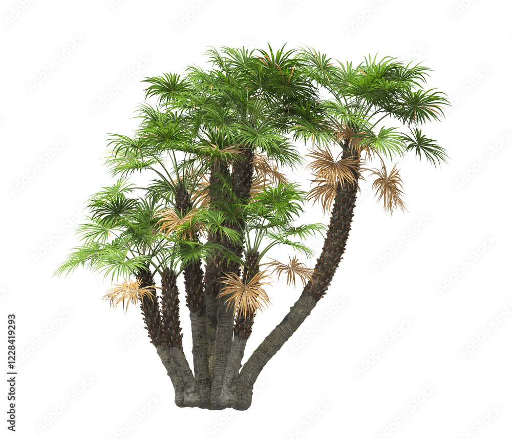 Single palm Tree isolated on white background. also known as the ...