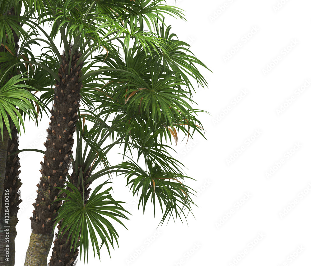 palm Tree leaves isolated white background. also known as the European ...