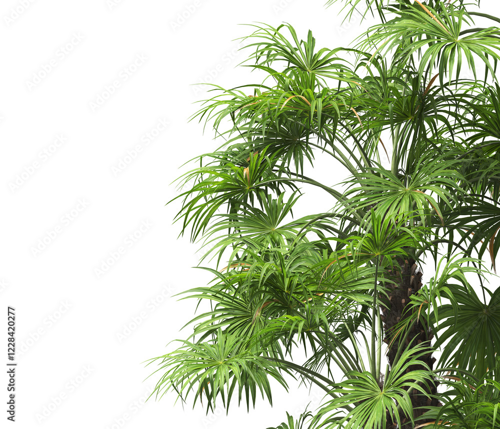 palm Tree leaves isolated white background. also known as the European ...