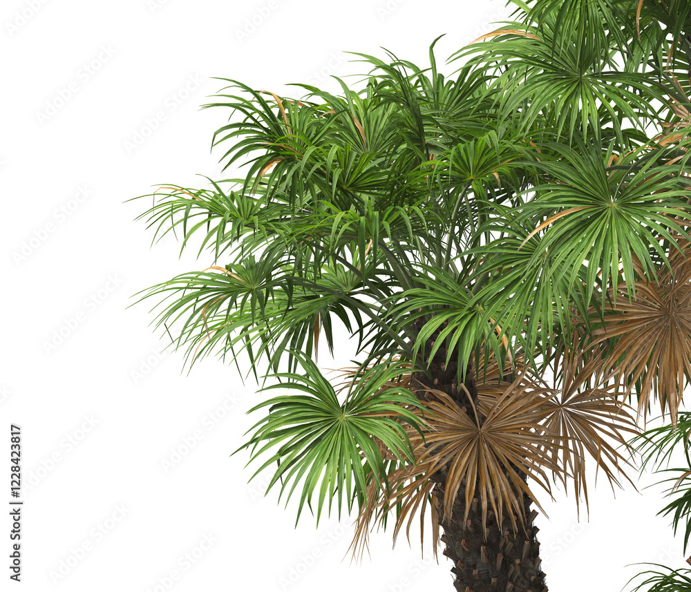 palm Tree leaves isolated white background. also known as the European ...