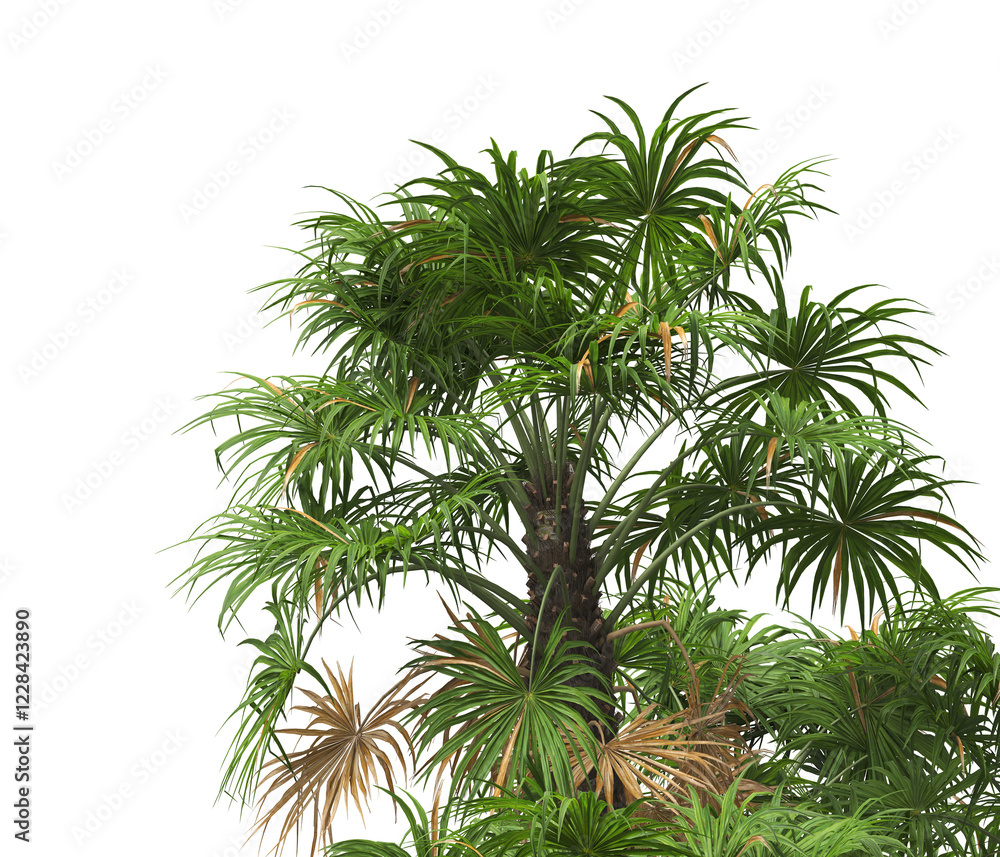 palm Tree leaves isolated white background. also known as the European ...