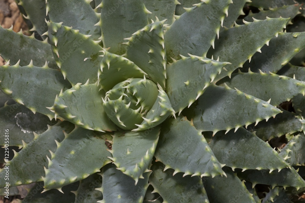 Short-leaved Aloe (Aloe brevifolia), native to the Western Cape, South ...