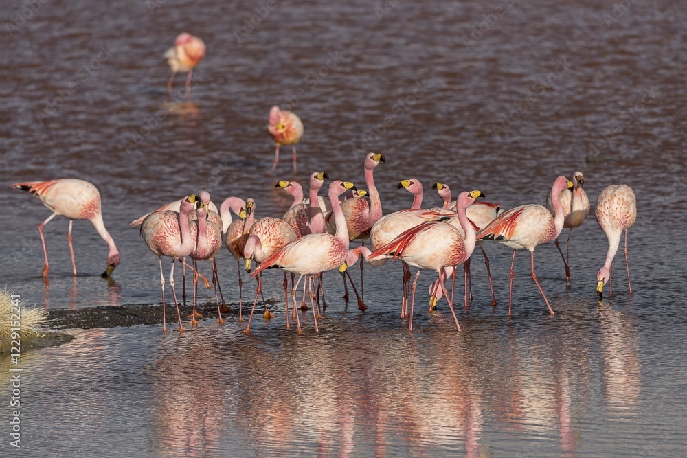 Andean Flamingos (Phoenicoparrus andinus) in the Laguna Colorada ...