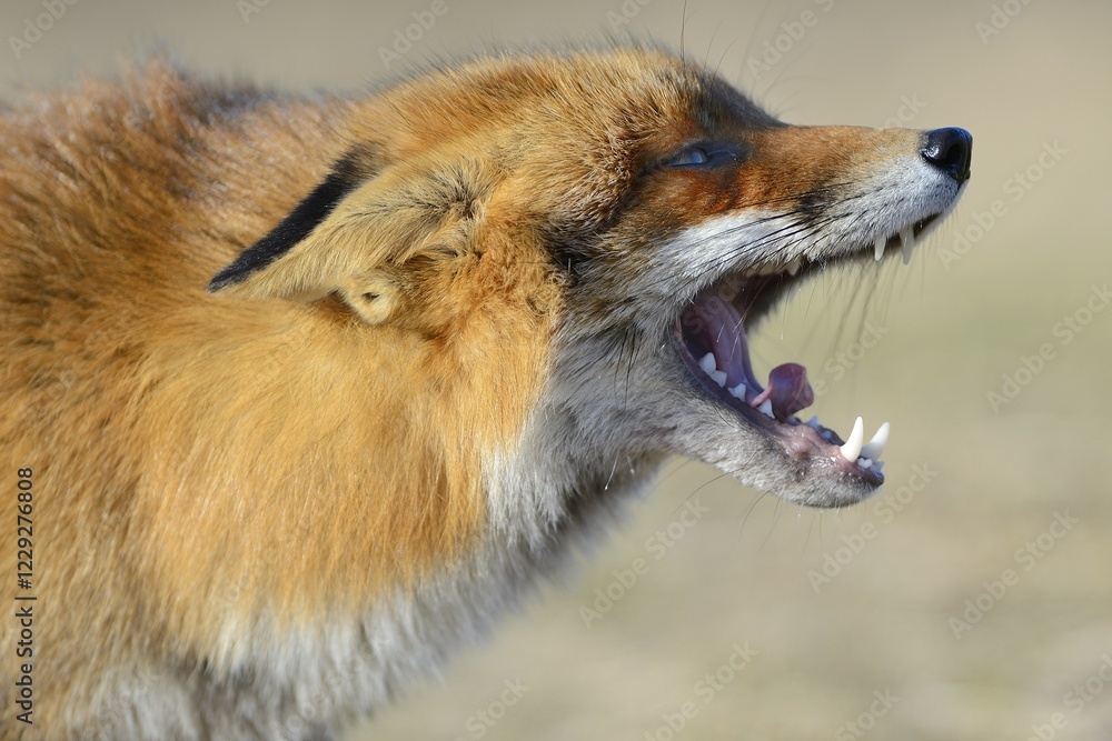 Red fox (Vulpes vulpes), with open mouth and ears covered ...