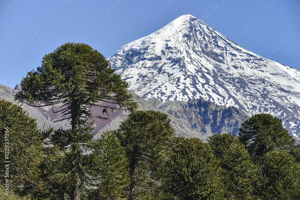 Snow-covered volcano Lanin and monkey puzzle tree (Araucaria araucana ...