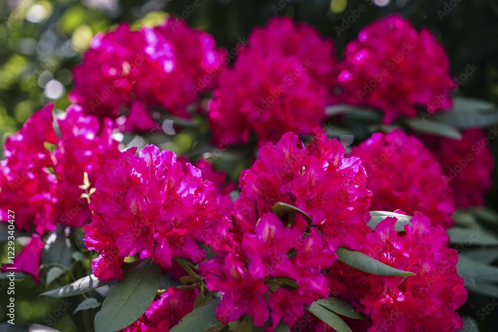 Bright pink rhododendron flowers with green leaves in the sunlight ...