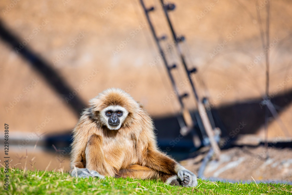 The white-handed gibbon (Hylobates lar) is a small arboreal primate ...