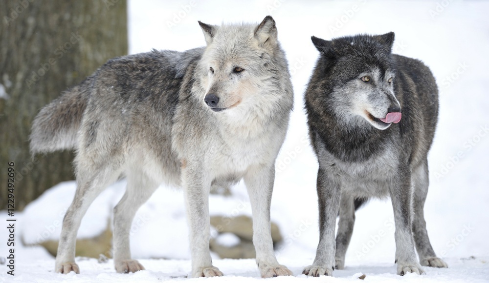 Mackenzie Valley Wolf, Alaskan Tundra Wolf or Canadian Timber Wolf ...