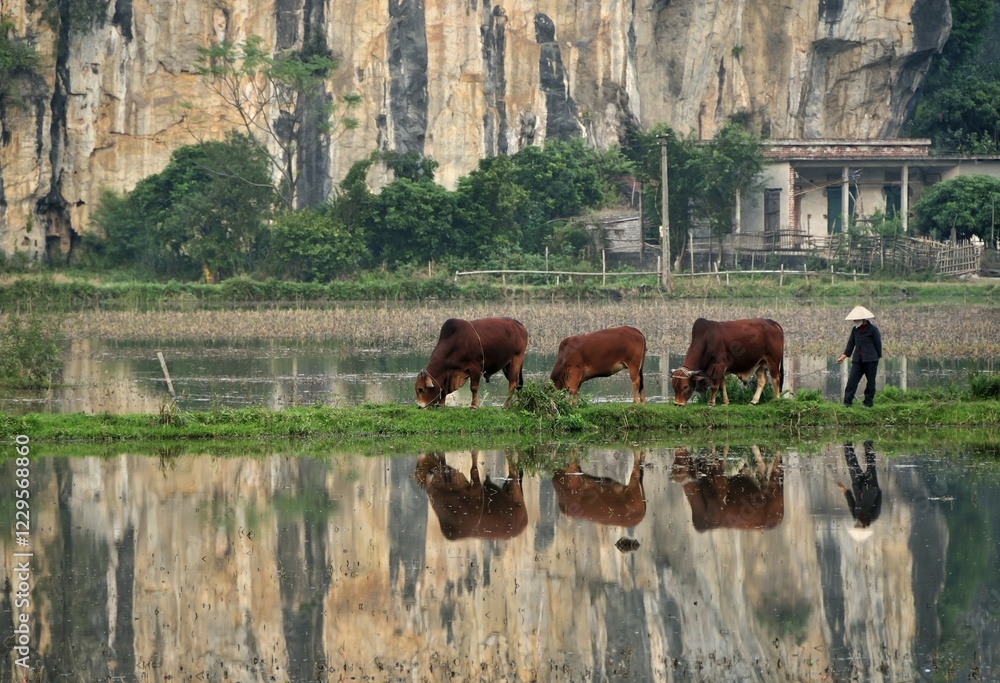 Cattle herder bringing cows and oxen home for the night, Vietnam ...