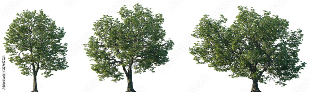 Set of Quercus michauxii (the swamp chestnut oak) isolated png in sunny ...