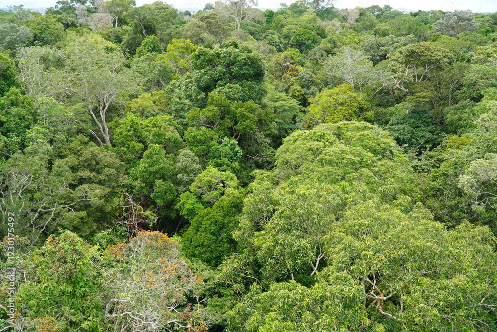 Aerial view of the lush nature in the Amazon rainforest, all shades of ...