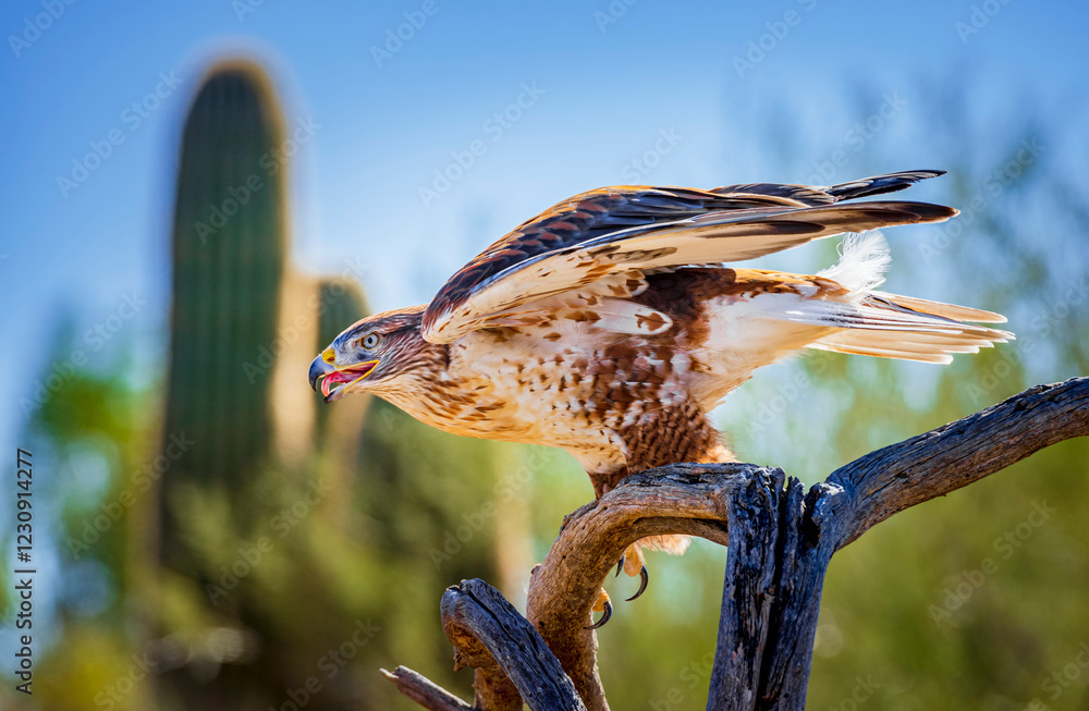 A prairie falcon in the Sonoran desert near Tucson Arizona Stock Photo ...