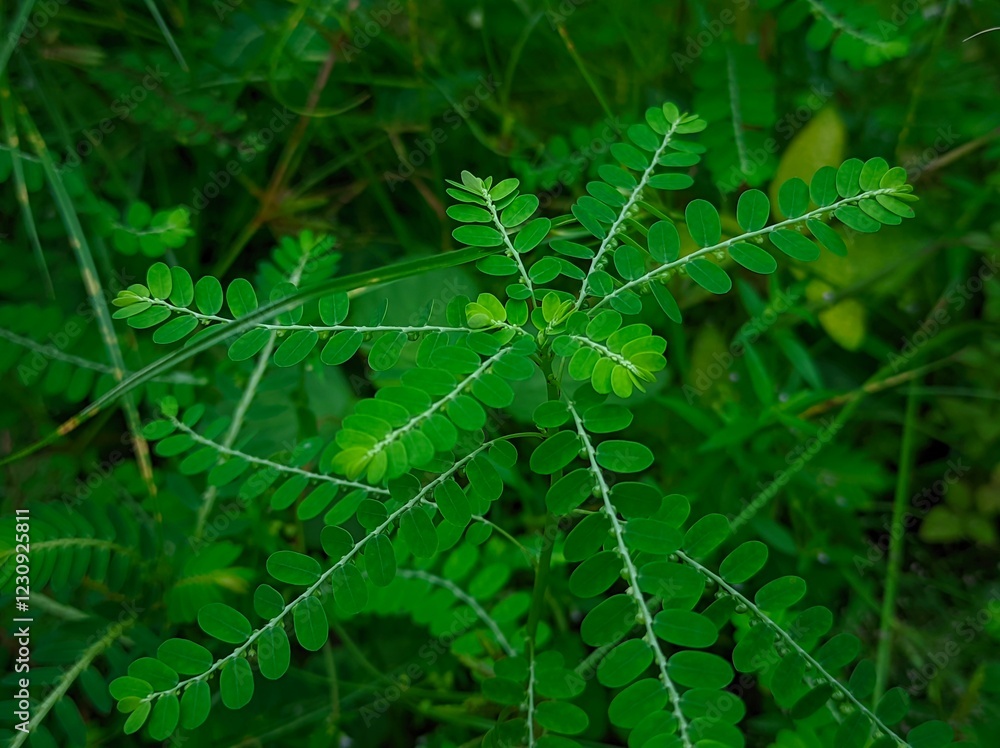 Meniran ( Phyllanthus urinaria ) is a type of plant that has a round ...