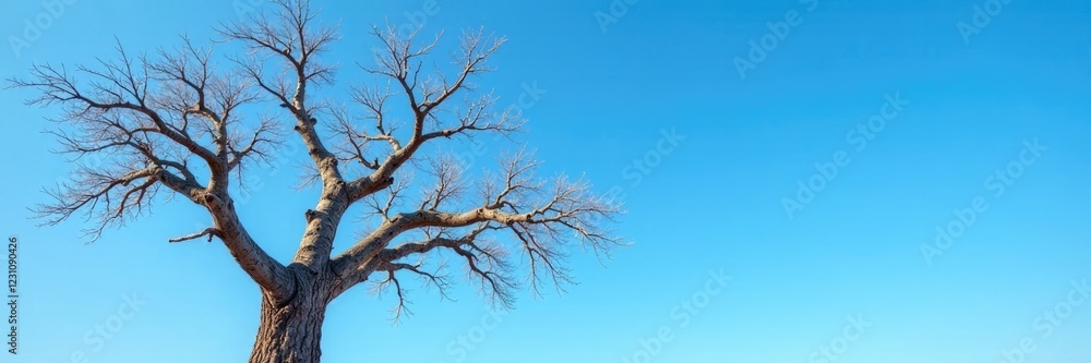 Dead branches of a dried up tree against the clear blue sky, dry leaves ...