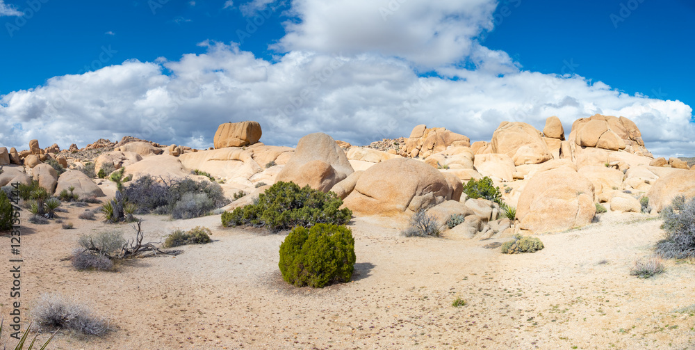 Desert landscape of Joshua trees in skull rock area of Joshua Tree ...