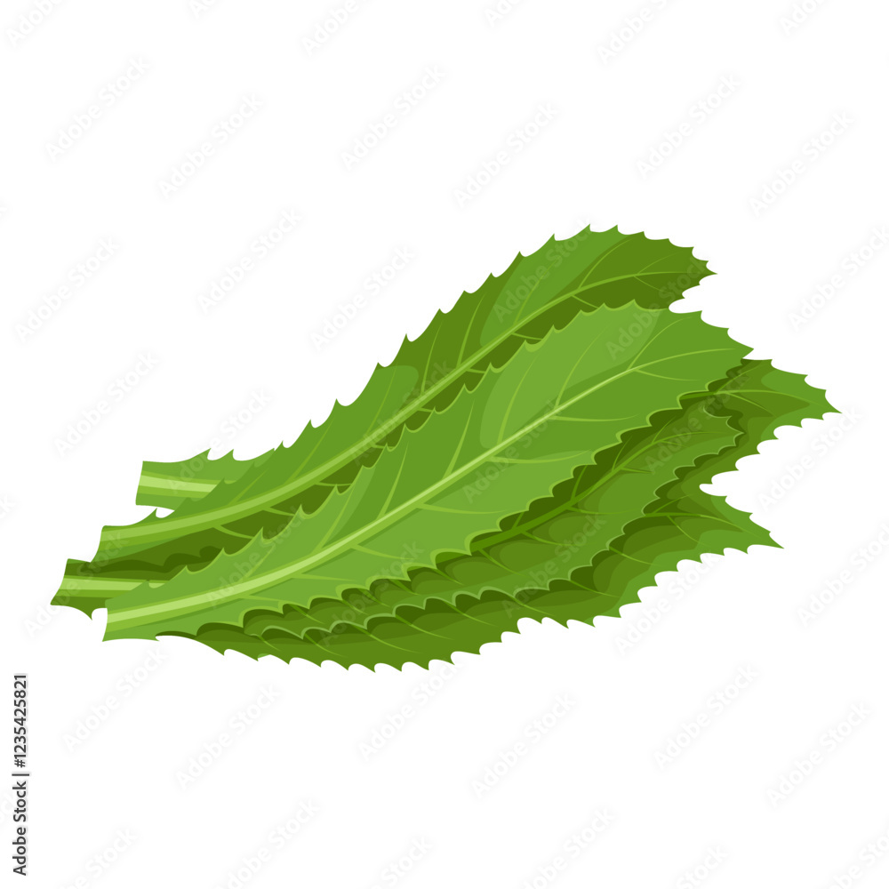 Illustration of Eryngium foetidum, common names Mexican coriander ...