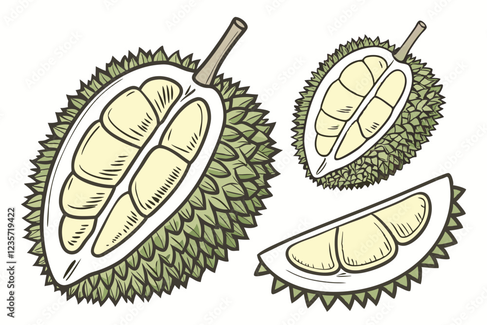 Botanical illustration, durian fruit, multiple angles, cross-section ...