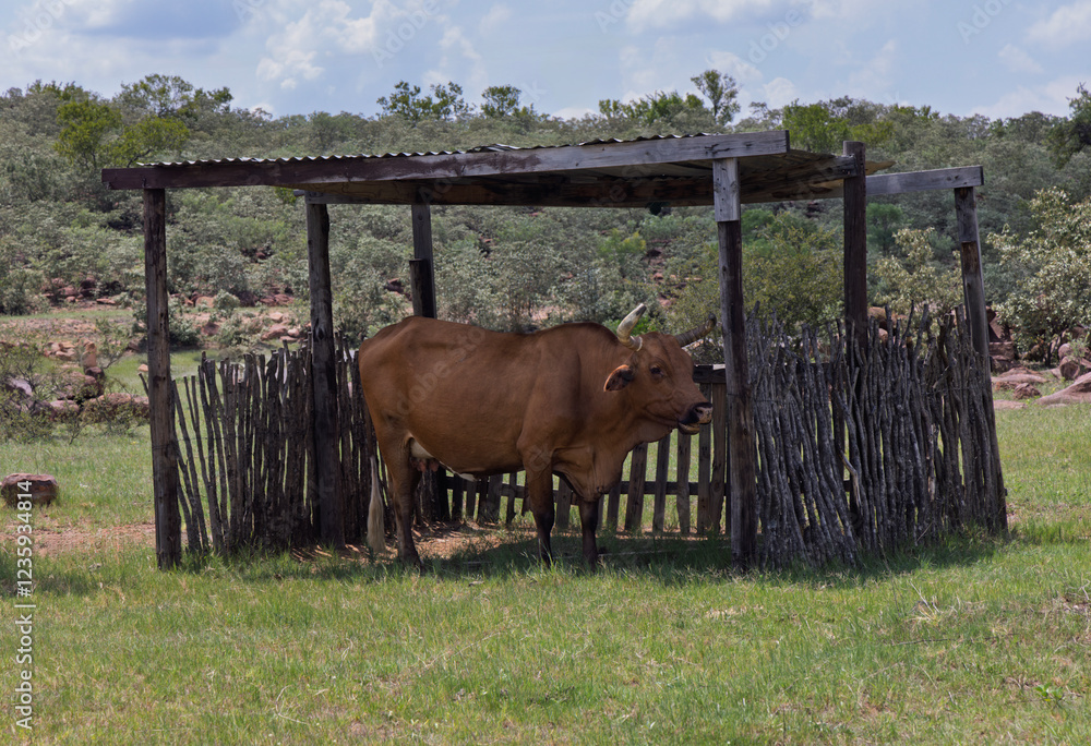 cow cattle under the shade in the pen kraal, village african landscape ...