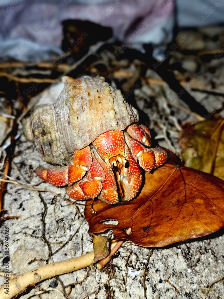 Triplofusus giganteus, commonly known as the Florida horse conch, or ...