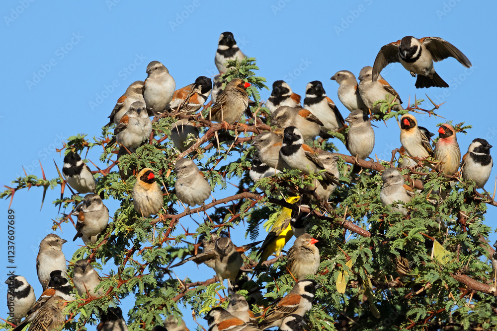 Cape sparrows (Passer melanurus) and other birds gathering in a tree ...