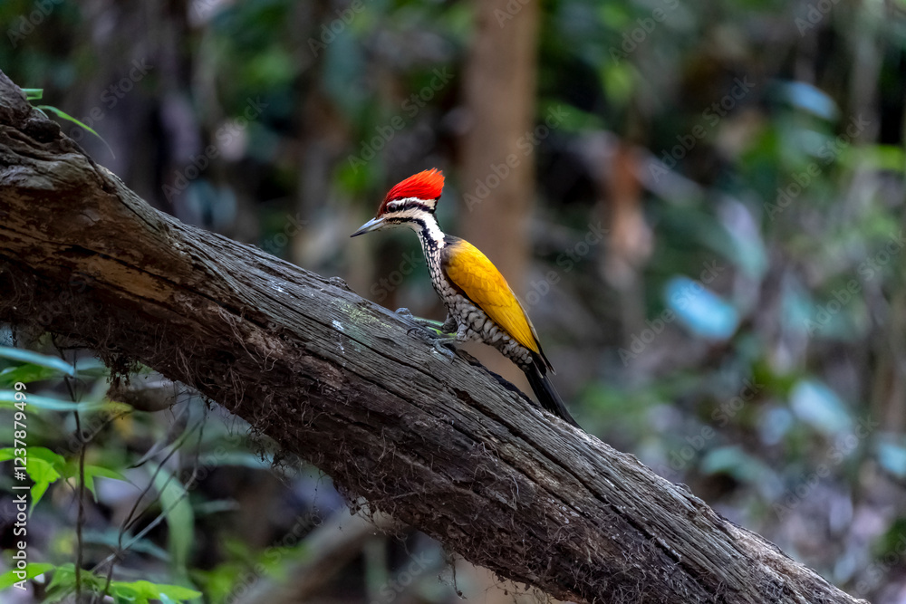 Common flameback in Ma Da forest, Dong Nai province, Vietnam Stock ...