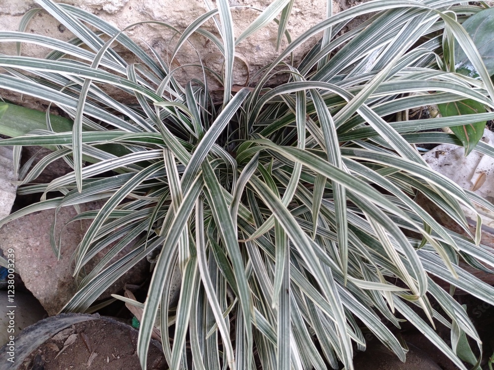 Chlorophytum comosum, usually called spider plant or common spider ...