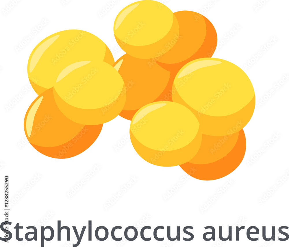 Staphylococcus aureus bacteria forming irregular grape like clusters, a ...