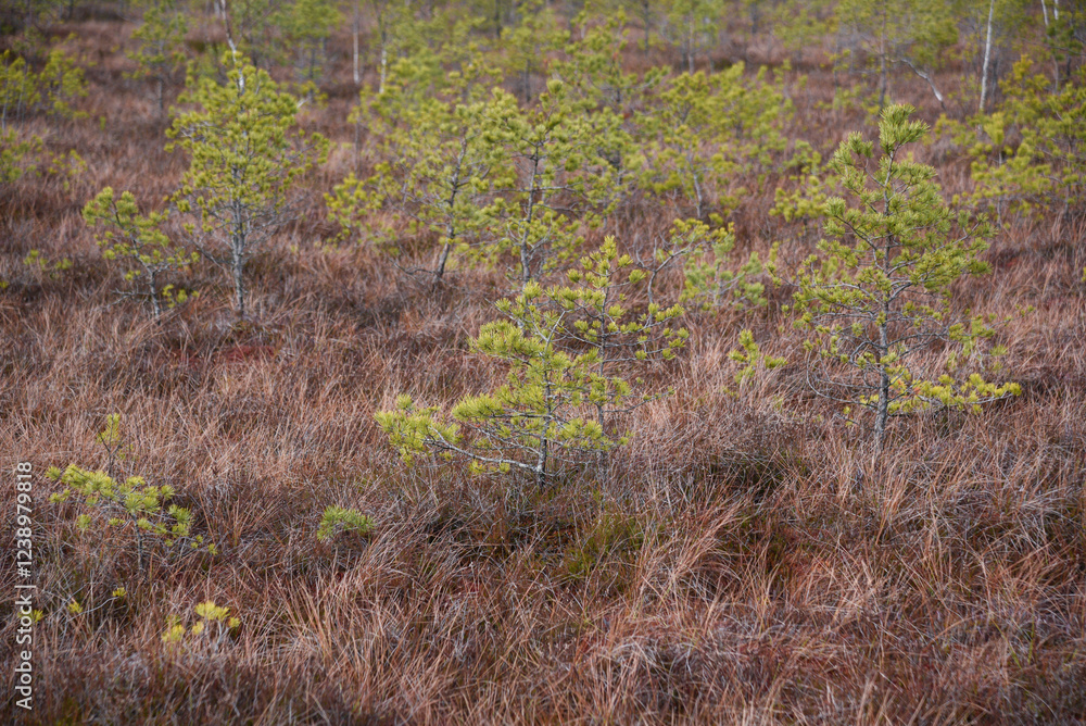 swamp wetlands landscape for gathering turf natural energie field Stock ...