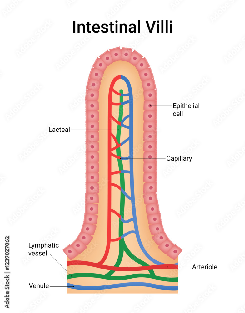 Diagram of Intestinal Villi Anatomy Stock Vector | Adobe Stock