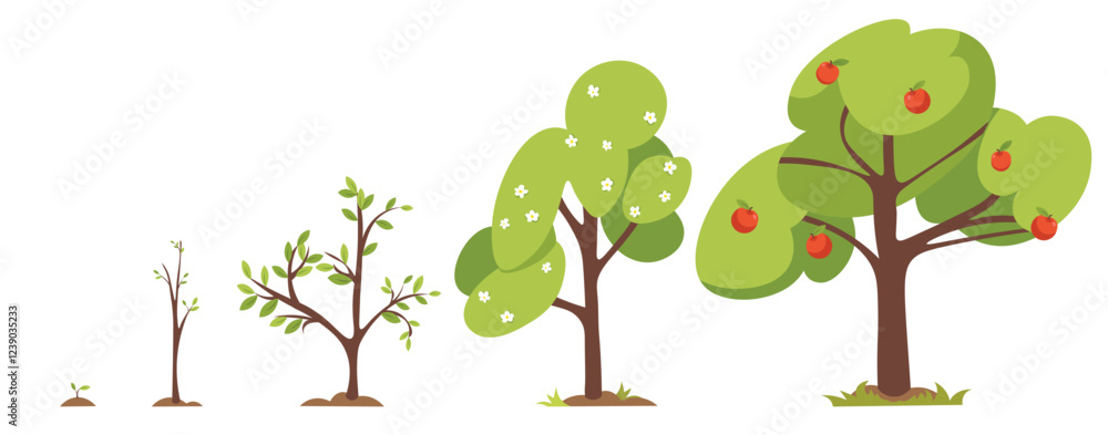 Apple tree growth cartoon vector illustration. Life cycle of plant ...