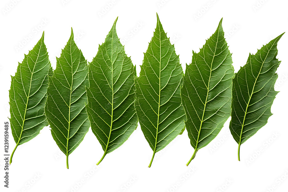 Isolated on transparent background, medicinal neem leaf Azadirachta ... Isolated on transparent background, medicinal neem leaf Azadirachta ...