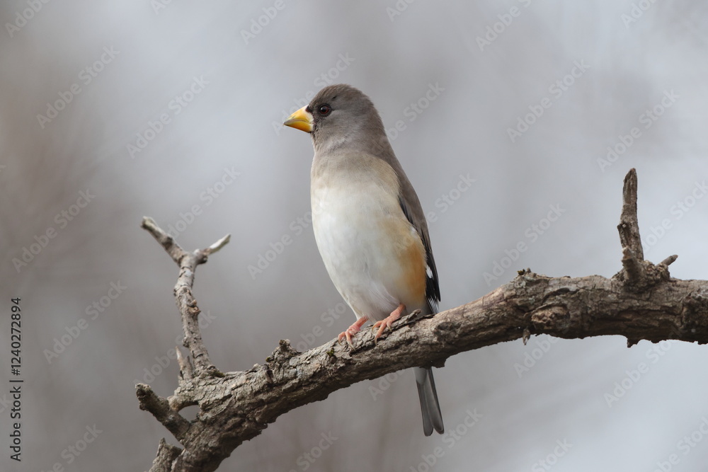 The Chinese grosbeak, yellow-billed grosbeak, or black-tailed hawfinch ...