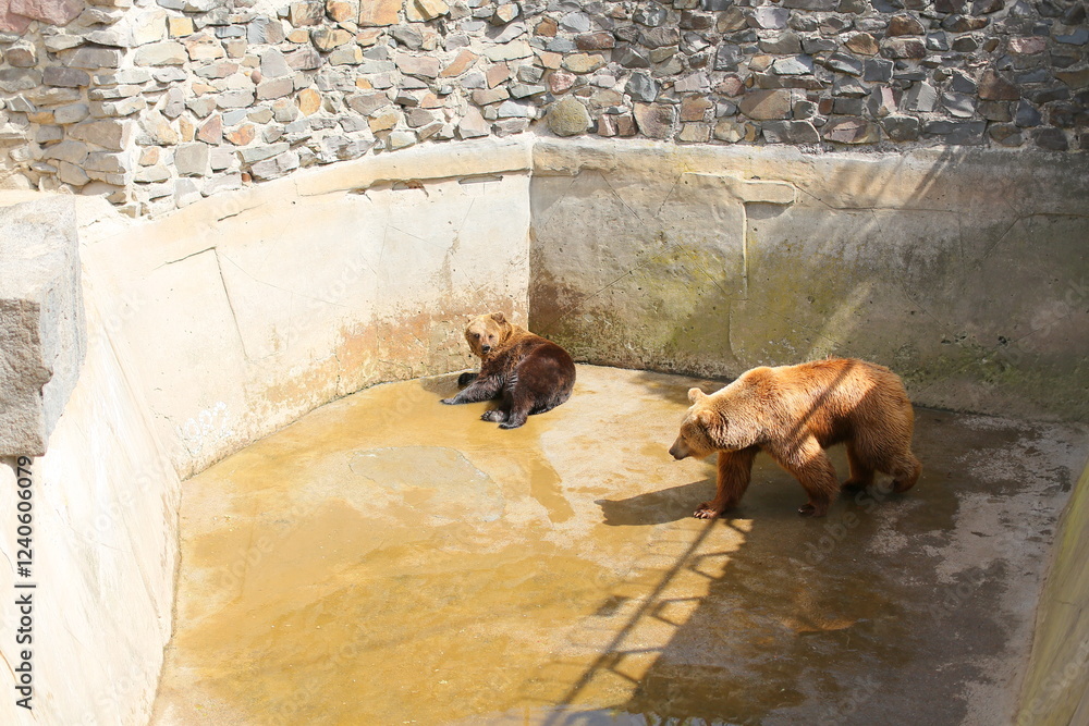 Enclosure with Stone Wall Background, animals in captivity, suffering ...