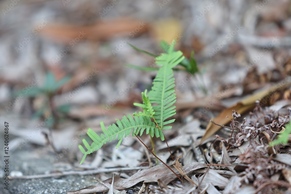 Foto de Stock Paku pakis ialah tumbuhan vaskular tidak berbiji yang ...