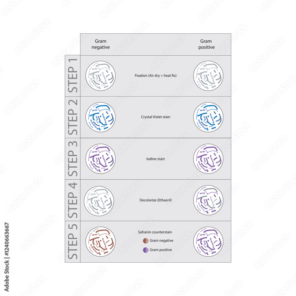 Diagram showing gram staining technique steps - microbiology laboratory ...